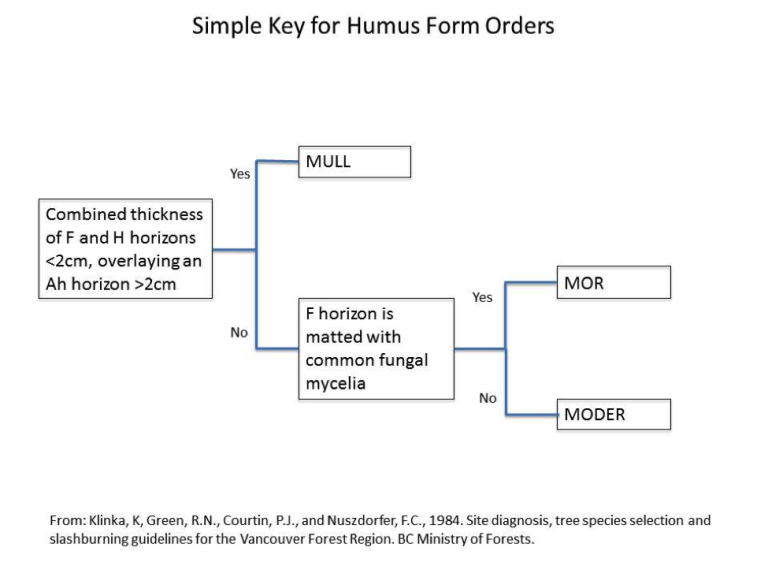 Humus Form Orders | Soil Forest Floor