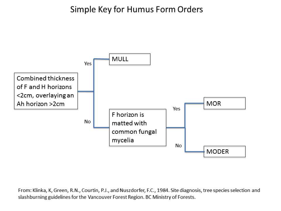 Humus Form Orders | Soil Forest Floor